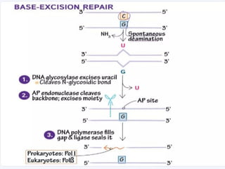 DNA Repair definition, mechanisms of DNA repair | PPTX