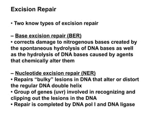 DNA repair for biology and medical biology | PPT