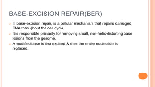 Dna repair | PPT