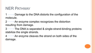 Dna repair | PPTX