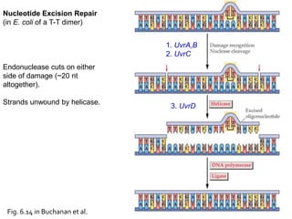 DNA Repair .pptx