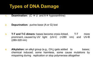 DNA Repair .pptx