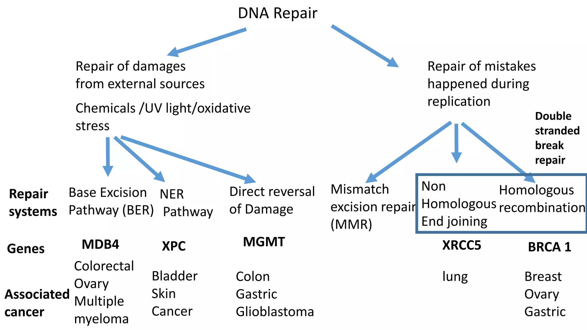 Dna repair genes | PDF