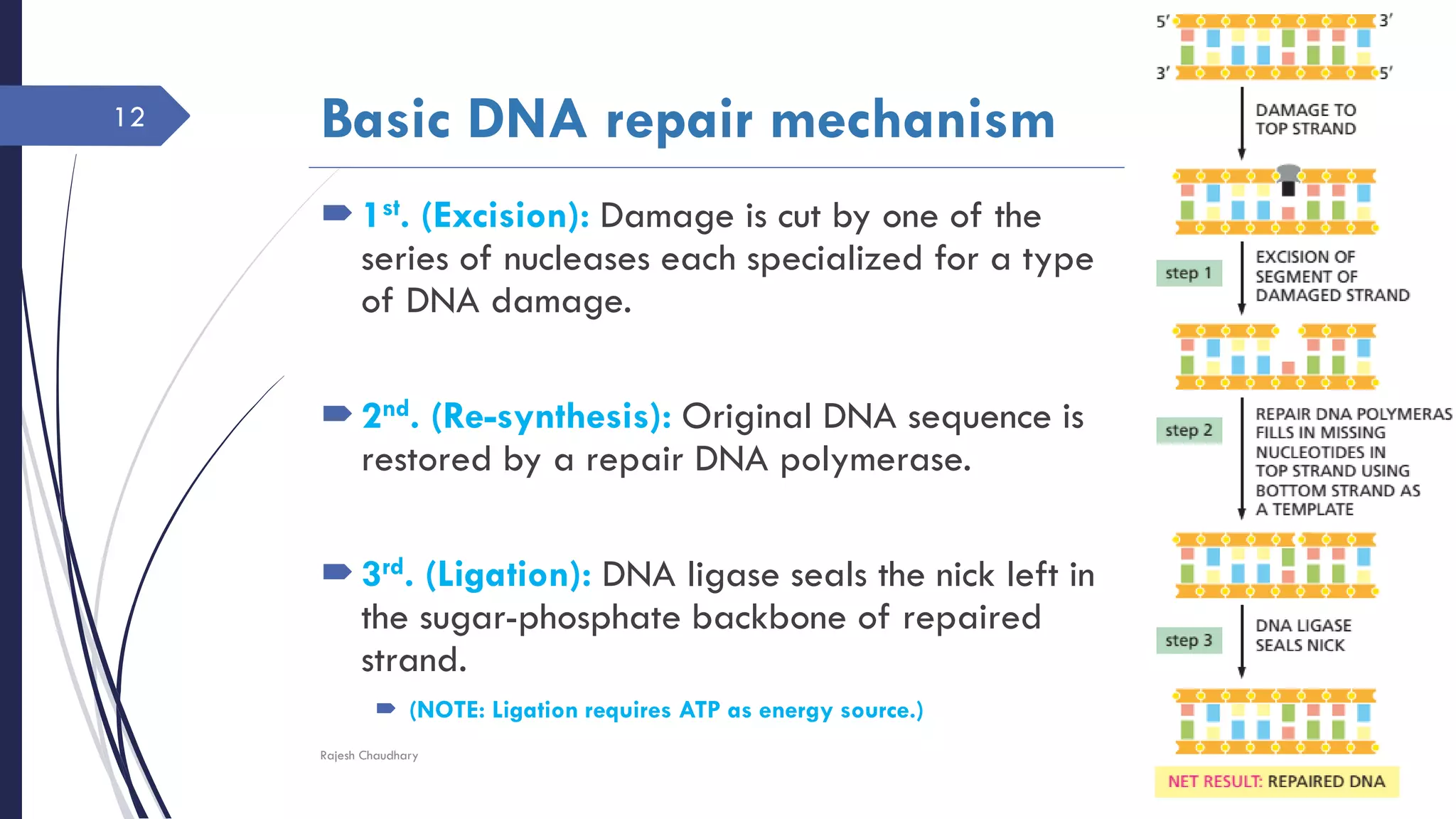Dna repair mechanism | PDF