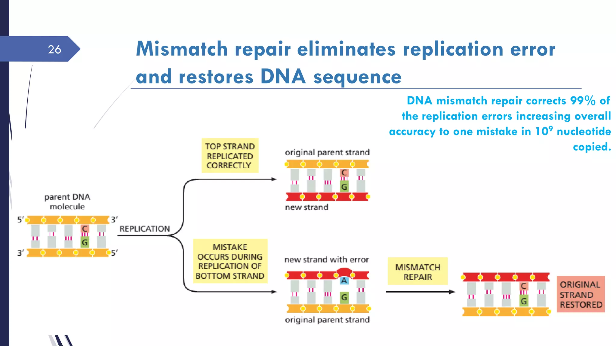 Dna repair mechanism | PDF