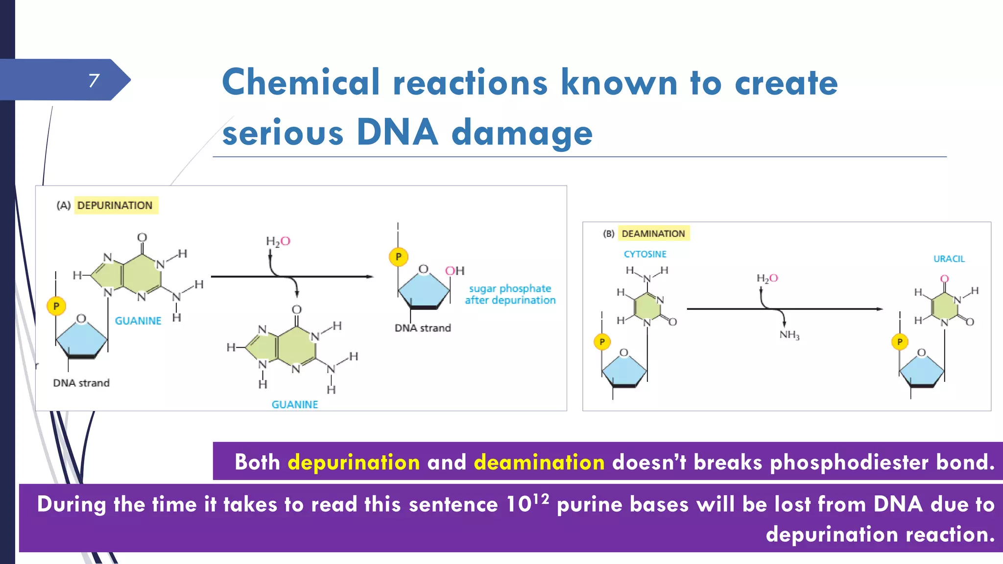 Dna repair mechanism | PDF