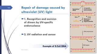 Dna repair mechanism | PDF