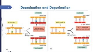 Dna repair mechanism | PDF