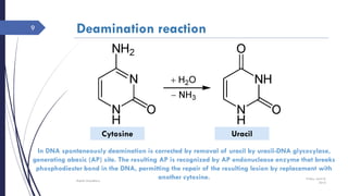 Dna repair mechanism | PDF