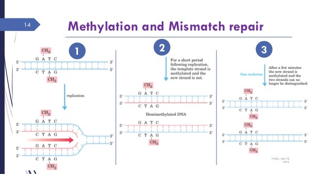 Dna repair mechanism