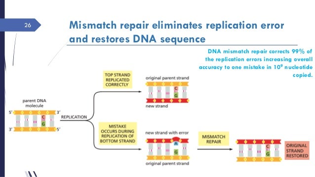 Dna repair mechanism