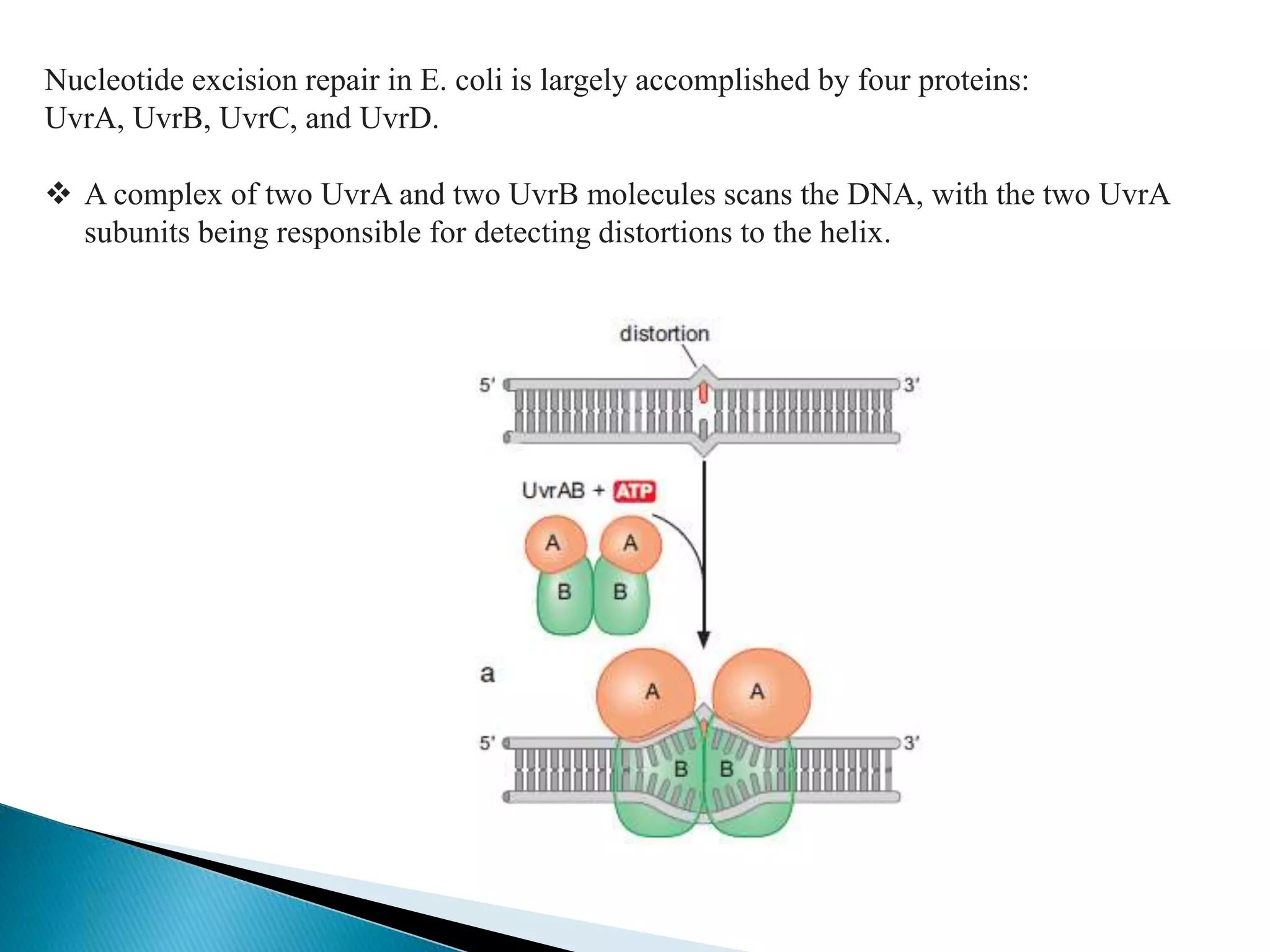 Dna repair mechanism | PPTX