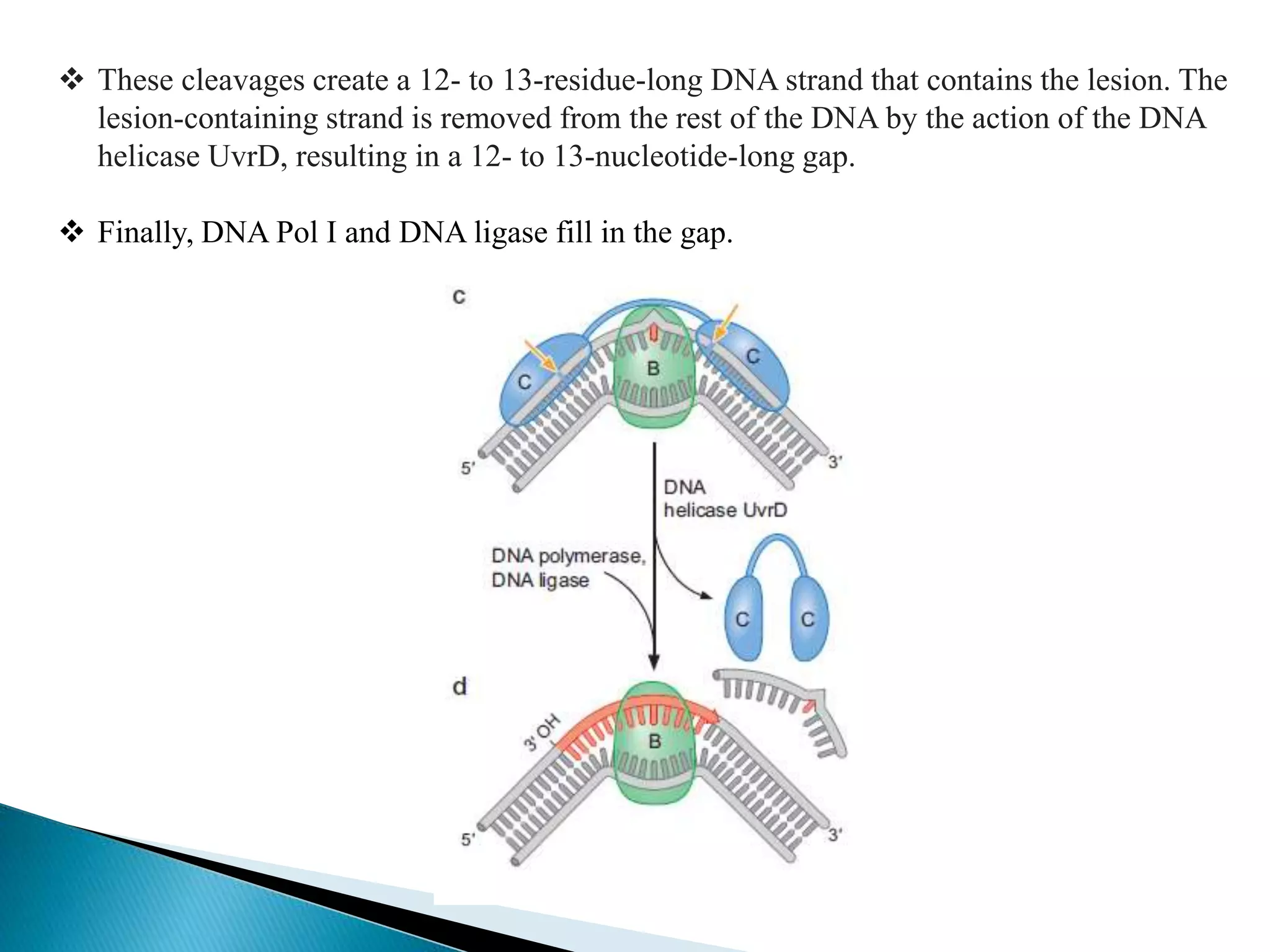 Dna repair mechanism | PPTX