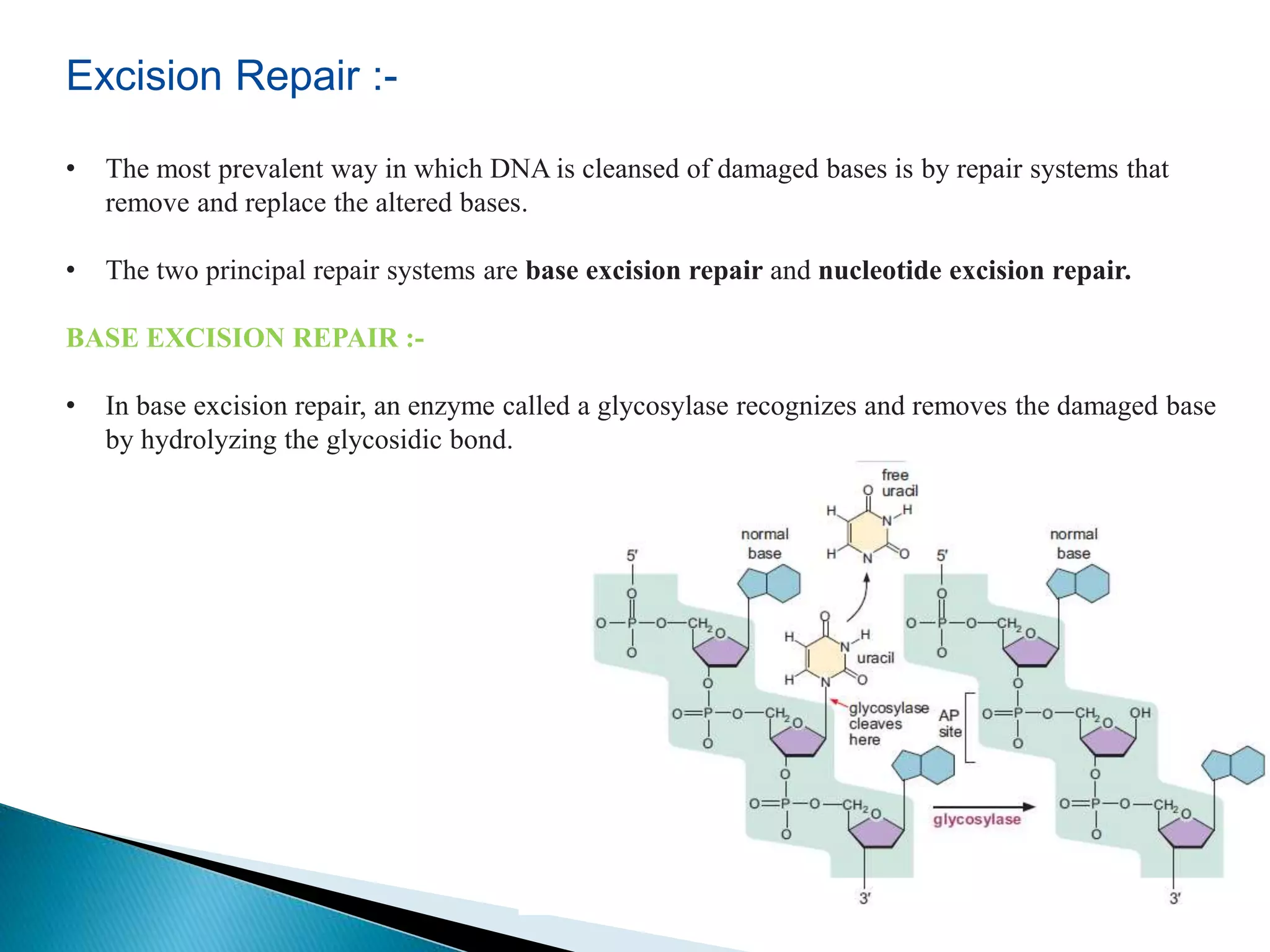 Dna repair mechanism | PPTX