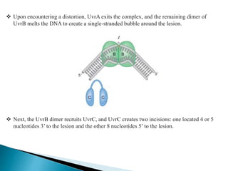 Dna repair mechanism | PPTX