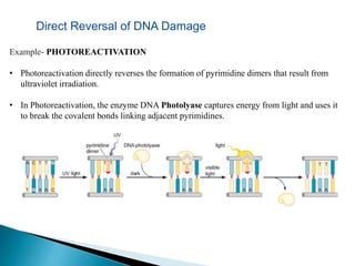 Dna repair mechanism | PPTX