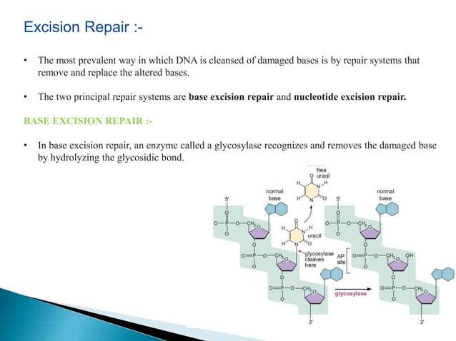 Dna repair mechanism | PPTX | Biological Sciences | Science