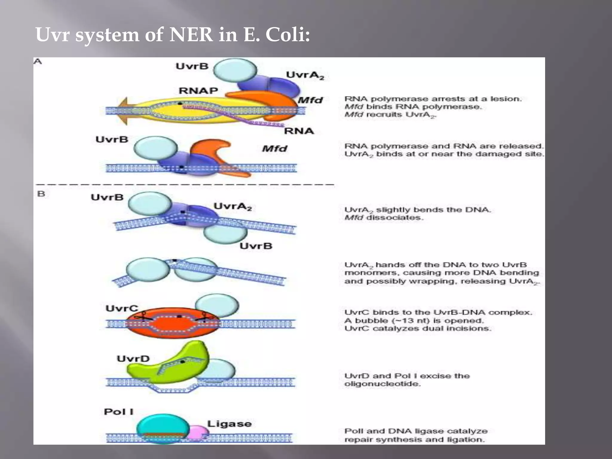 DNA repair mechanism | PPTX
