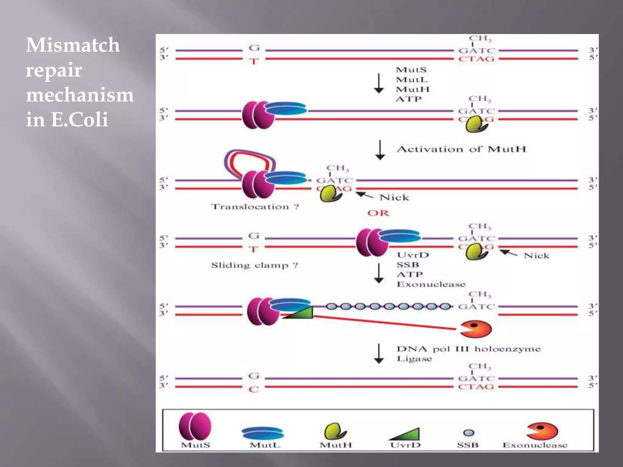 DNA repair mechanism | PPTX