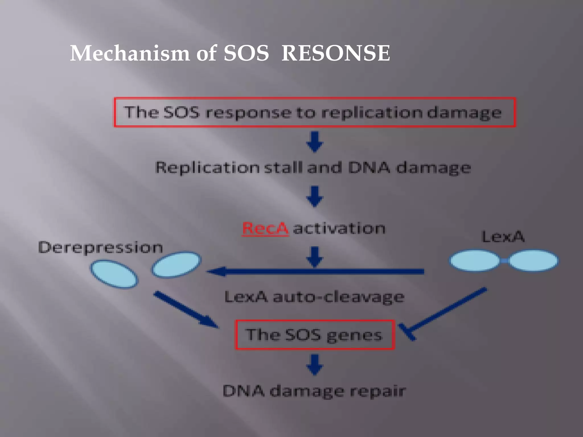 DNA repair mechanism | PPTX
