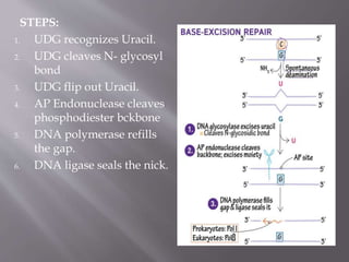 DNA repair mechanism | PPTX
