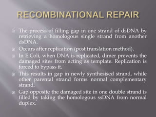 DNA repair mechanism | PPTX