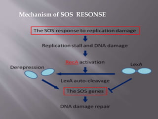 DNA repair mechanism | PPTX
