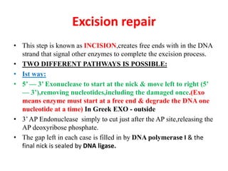 DNA Repair mechanism.pptx