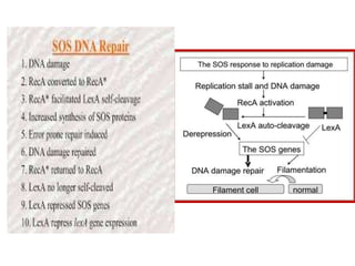 DNA Repair mechanism.pptx | Chemistry | Science