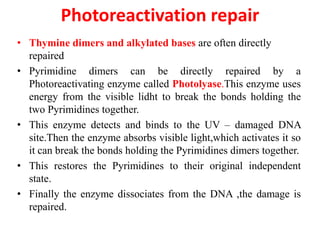 DNA Repair mechanism.pptx