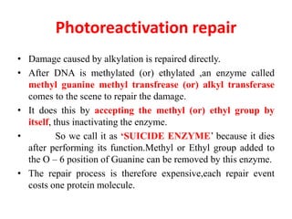 DNA Repair mechanism.pptx