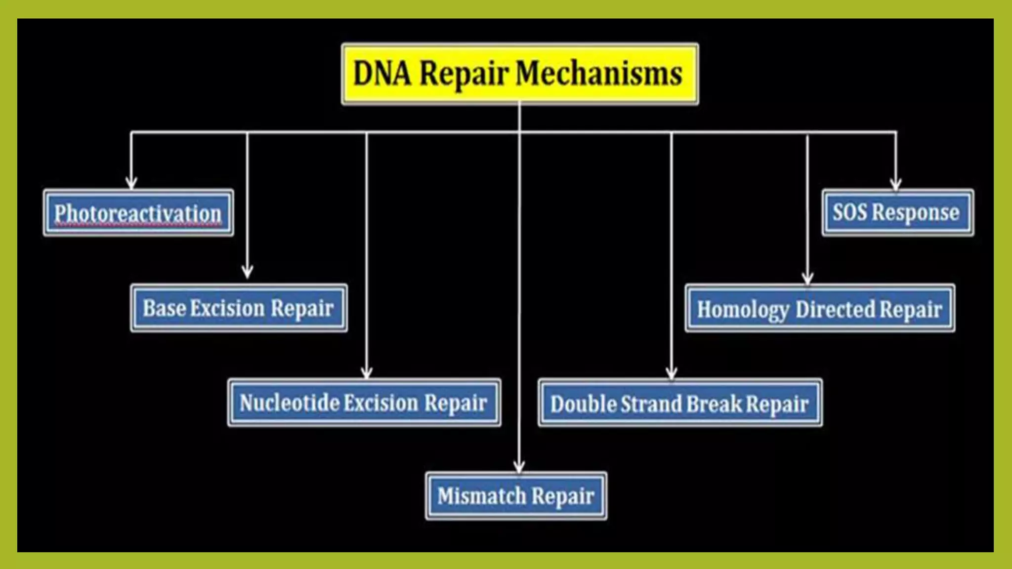 dna repair mechanism.pptx | Chemistry | Science