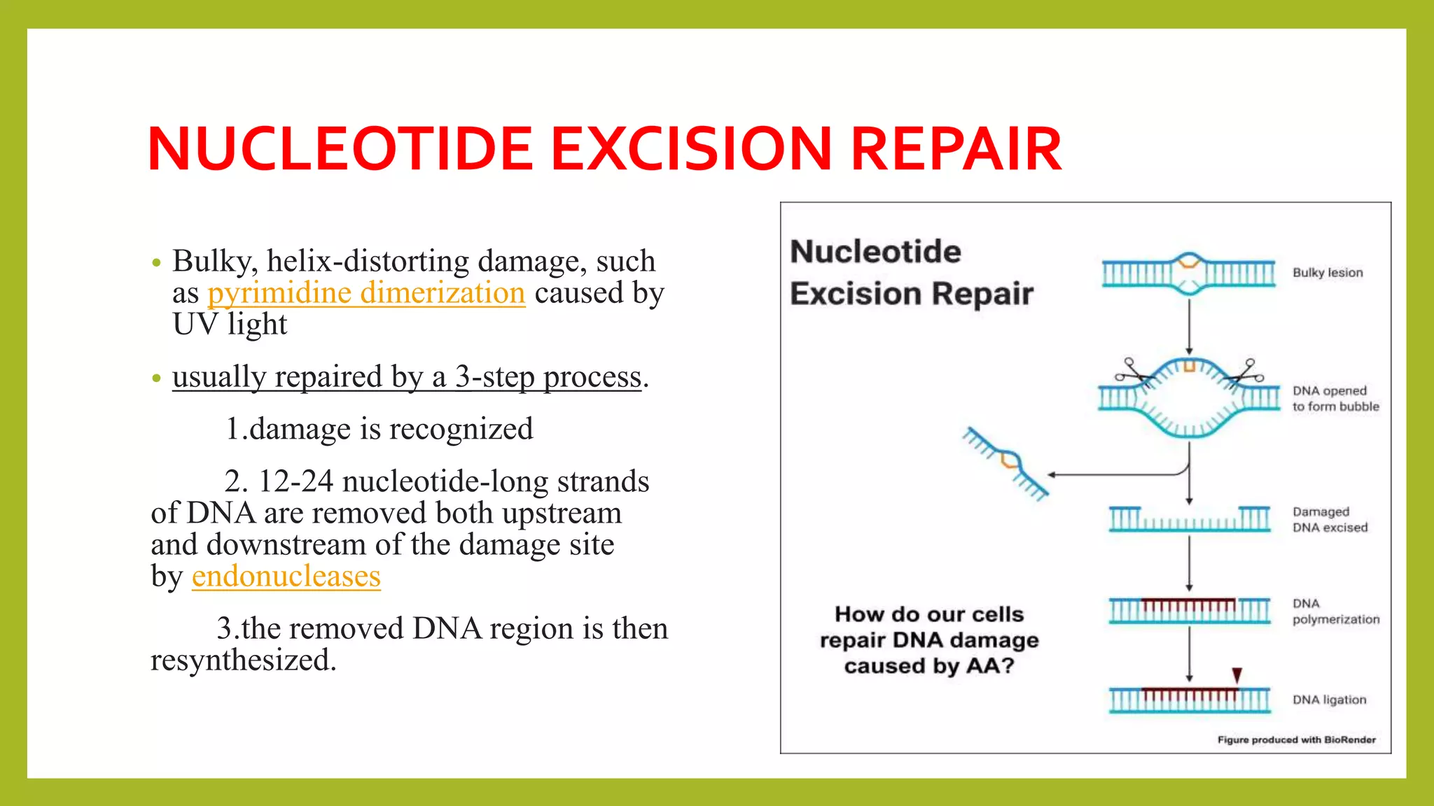 dna repair mechanism.pptx | Chemistry | Science