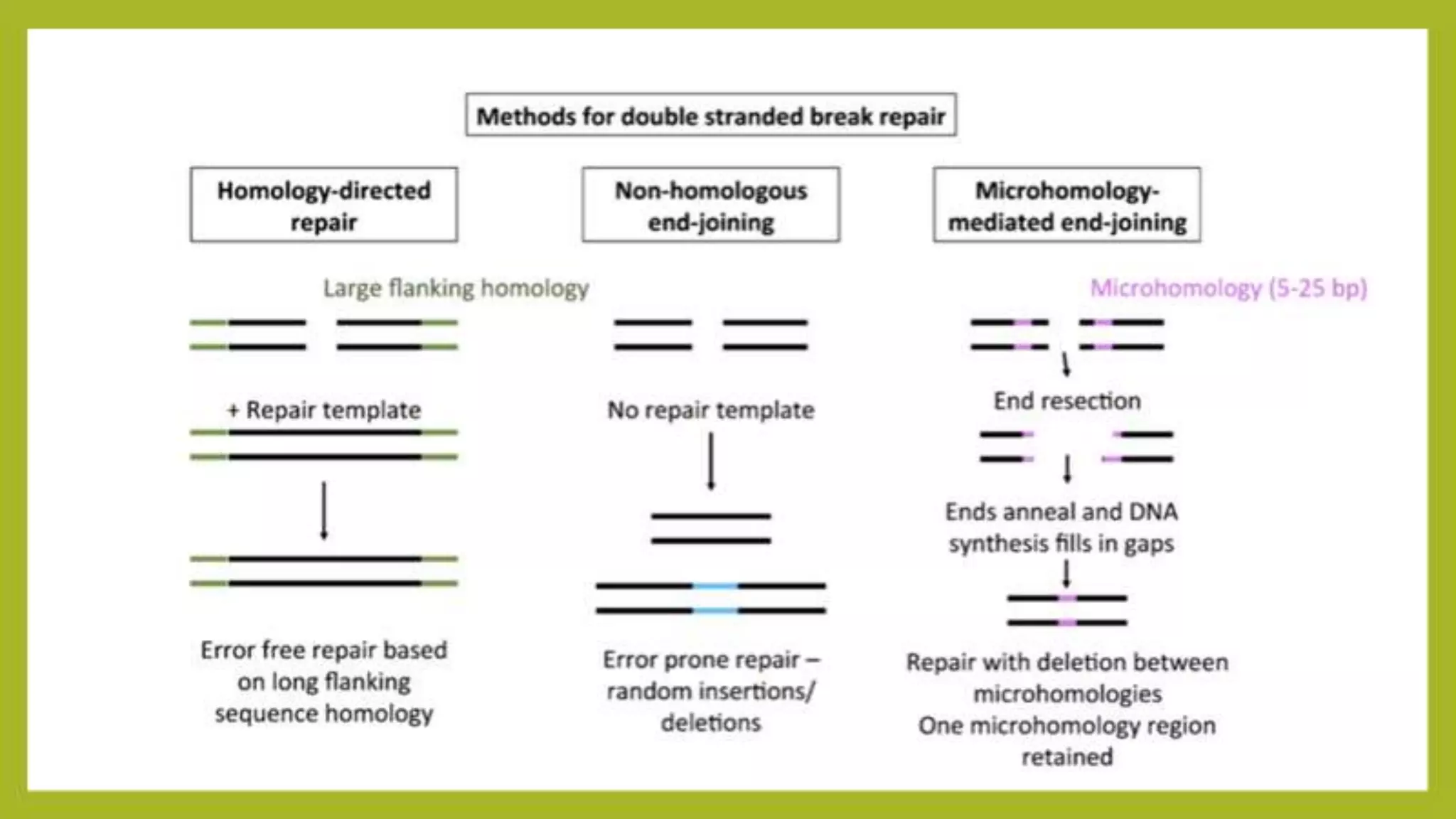 dna repair mechanism.pptx | Chemistry | Science