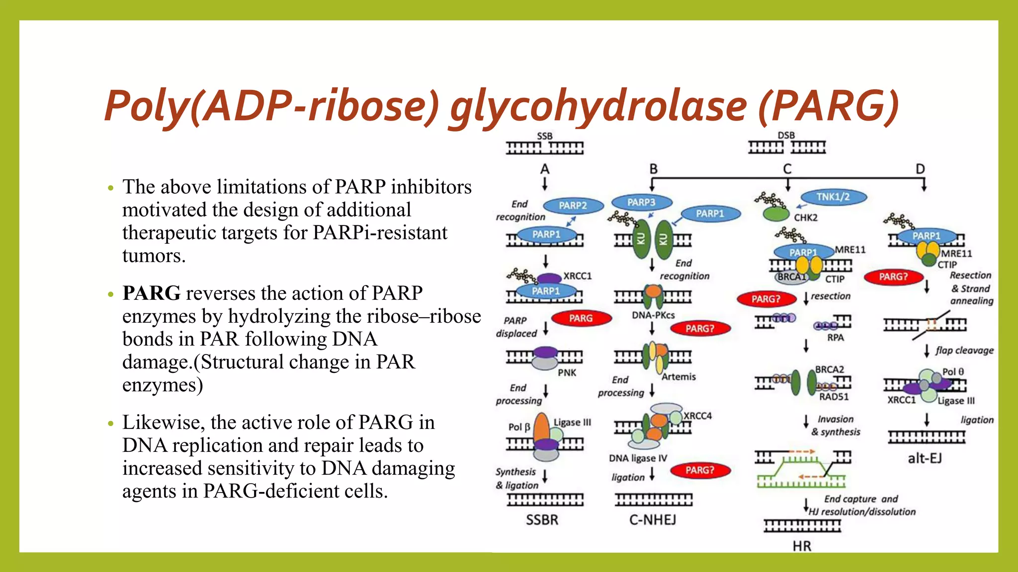 dna repair mechanism.pptx | Chemistry | Science