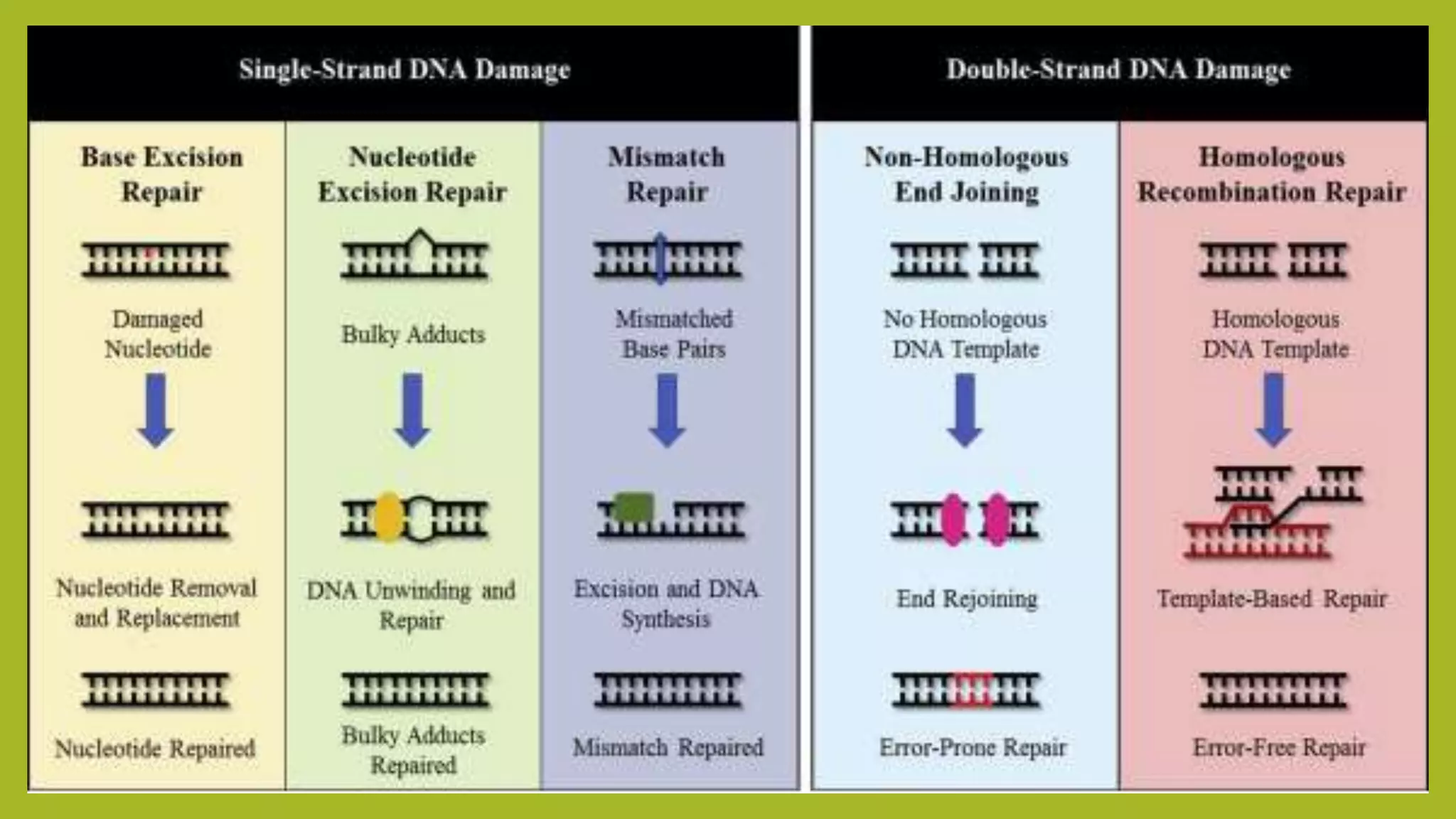 dna repair mechanism.pptx | Chemistry | Science