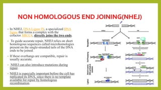 dna repair mechanism.pptx