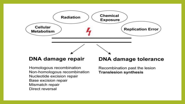 dna repair mechanism.pptx