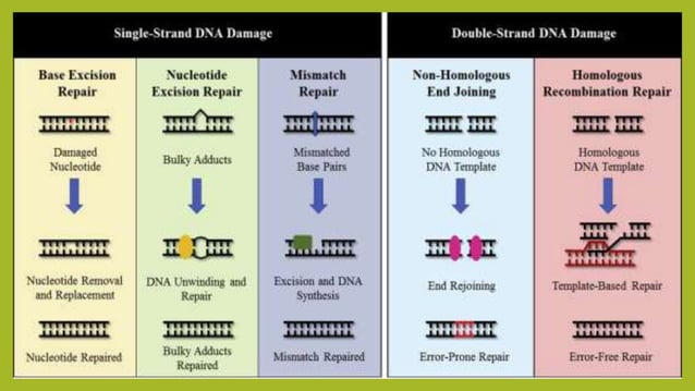 dna repair mechanism.pptx