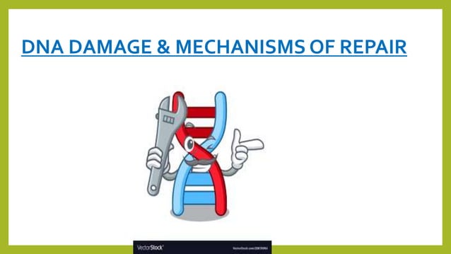 dna repair mechanism.pptx