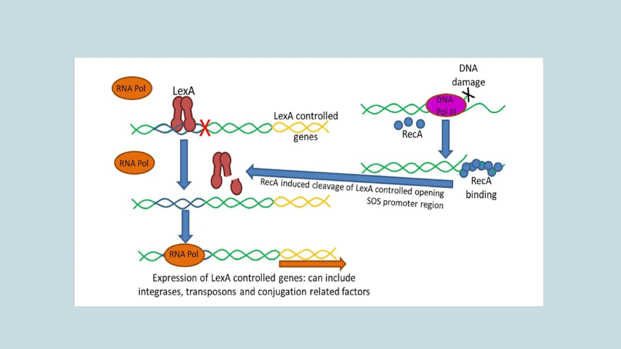Different DNA repair mechanism and their diagram | PPTX