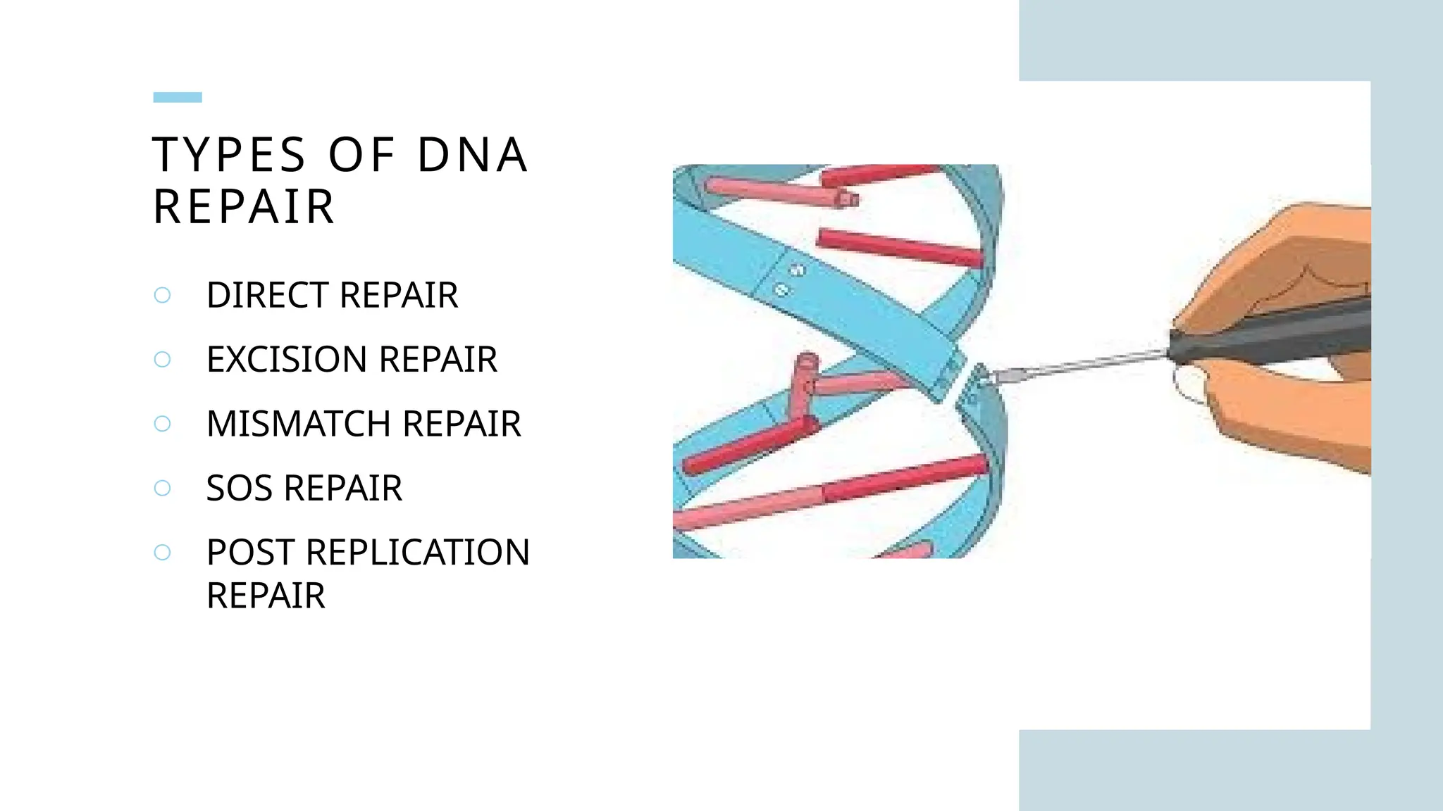 Different DNA repair mechanism and their diagram | PPTX