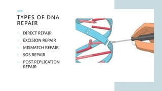 Different DNA repair mechanism and their diagram | PPTX