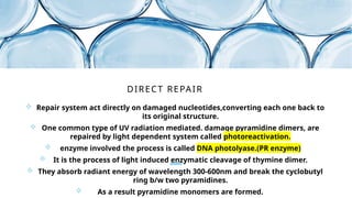 Different DNA repair mechanism and their diagram | PPTX