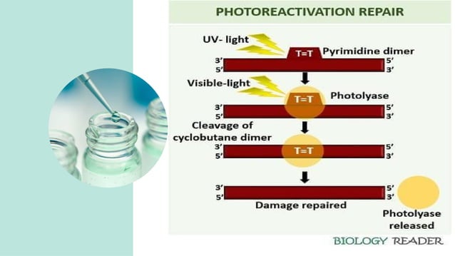 Different DNA repair mechanism and their diagram | PPTX