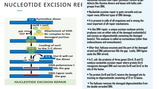 Different DNA repair mechanism and their diagram | PPTX