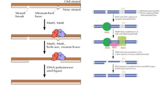 Different DNA repair mechanism and their diagram | PPTX