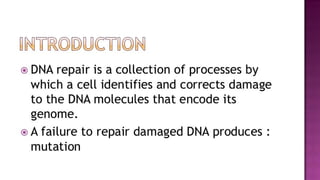 DNA repair mechanism for b.sc students.pptx