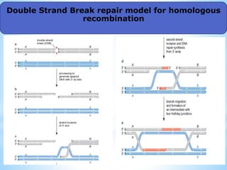 DNA repair mechanism | PPTX