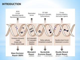 DNA repair mechanism | PPTX